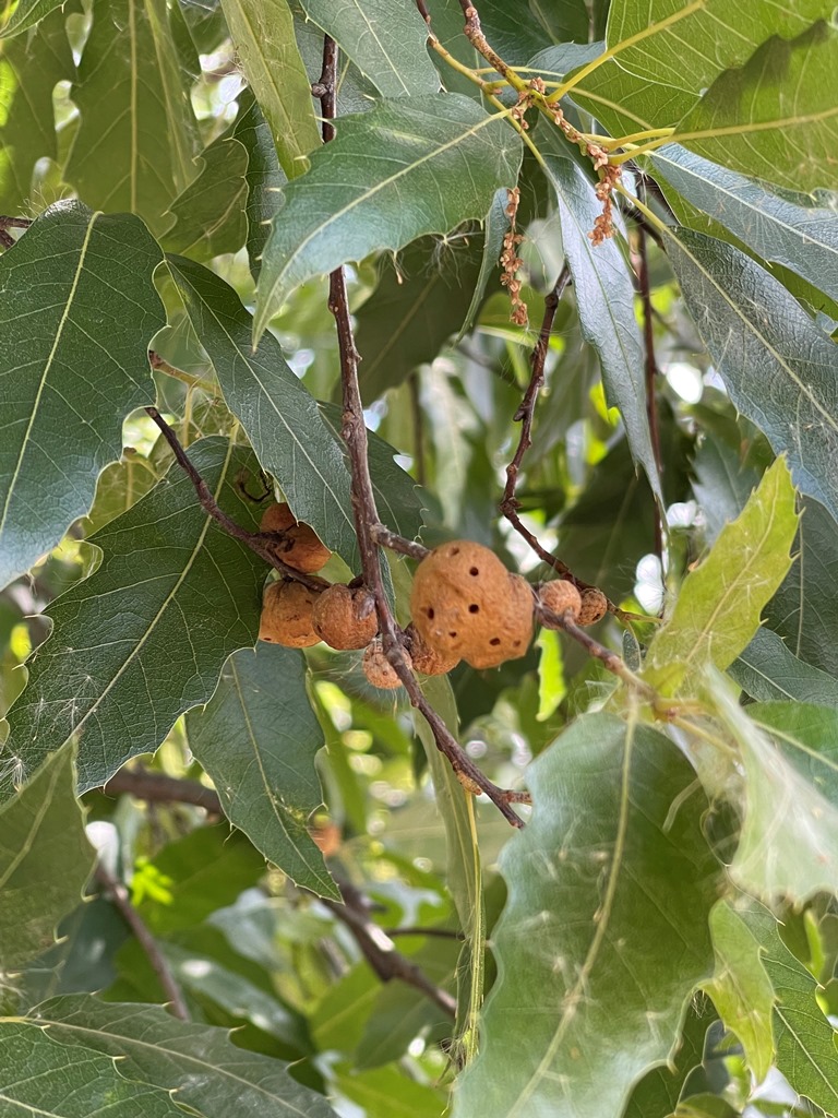 New Species of Gall Wasp Described on Quercus grahamii | International ...