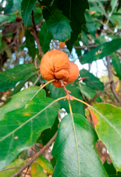 New Species of Gall Wasp Described on Quercus grahamii | International ...