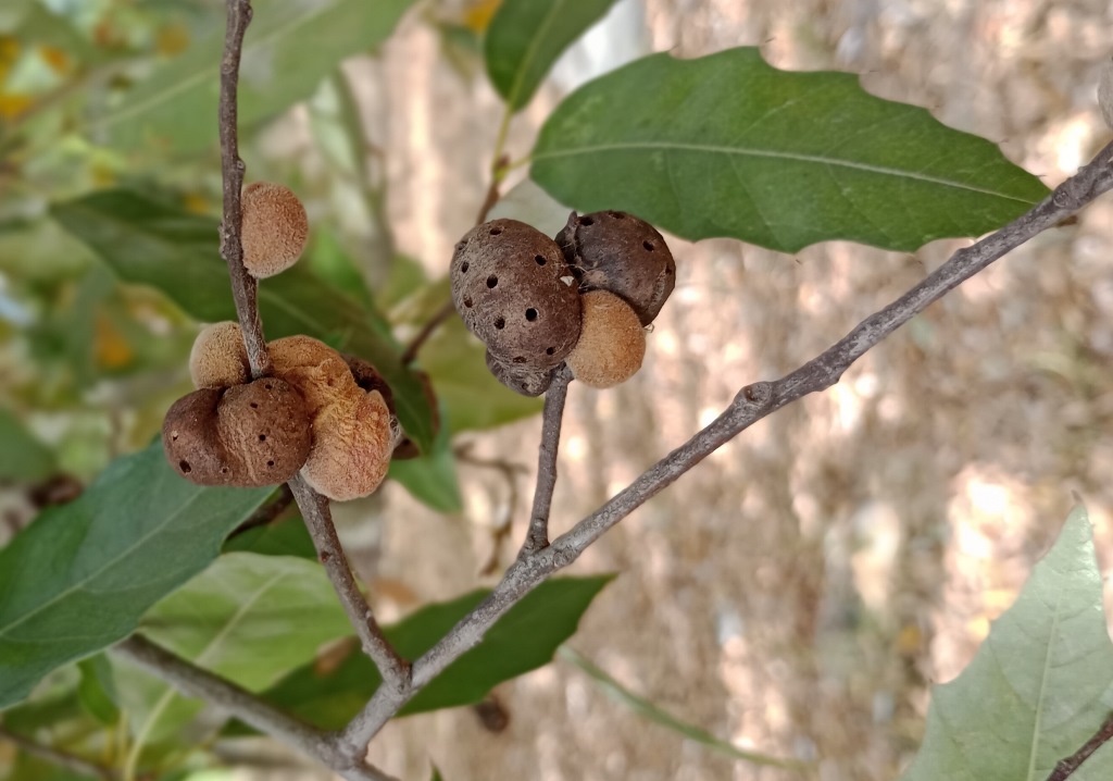 New Species of Gall Wasp Described on Quercus grahamii | International ...