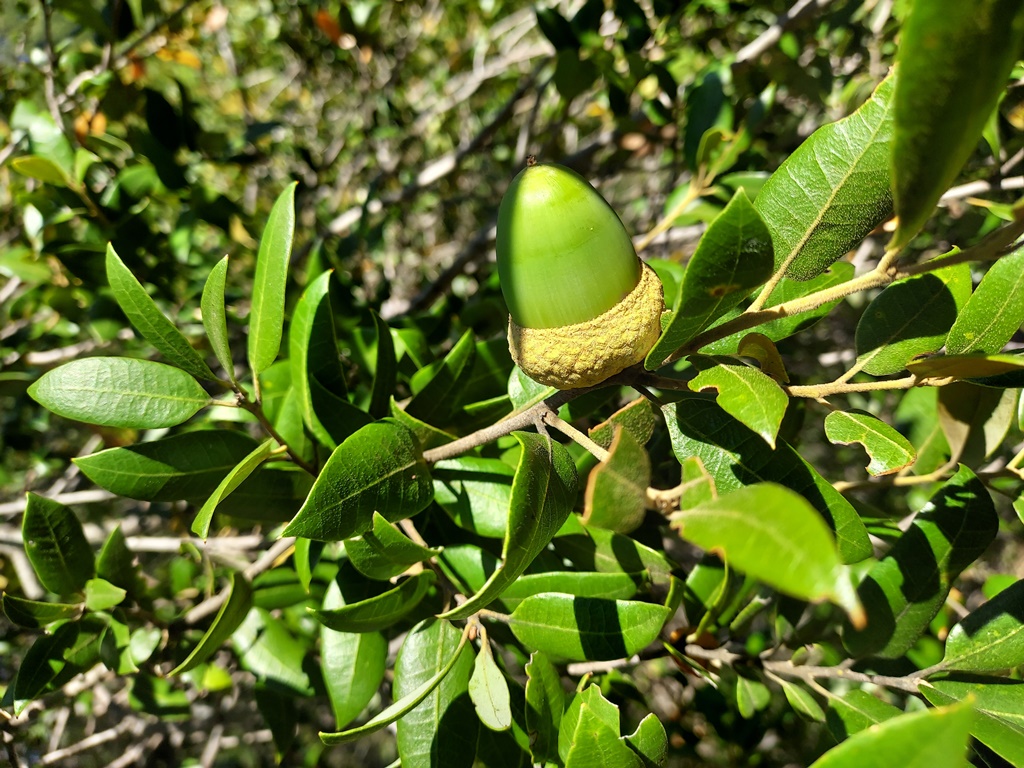IOS Tour of California | International Oak Society