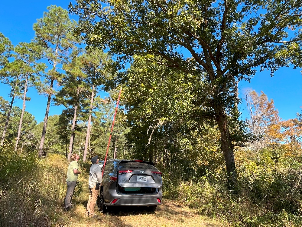Seeking Quercus austrina for Conservation | International Oak Society