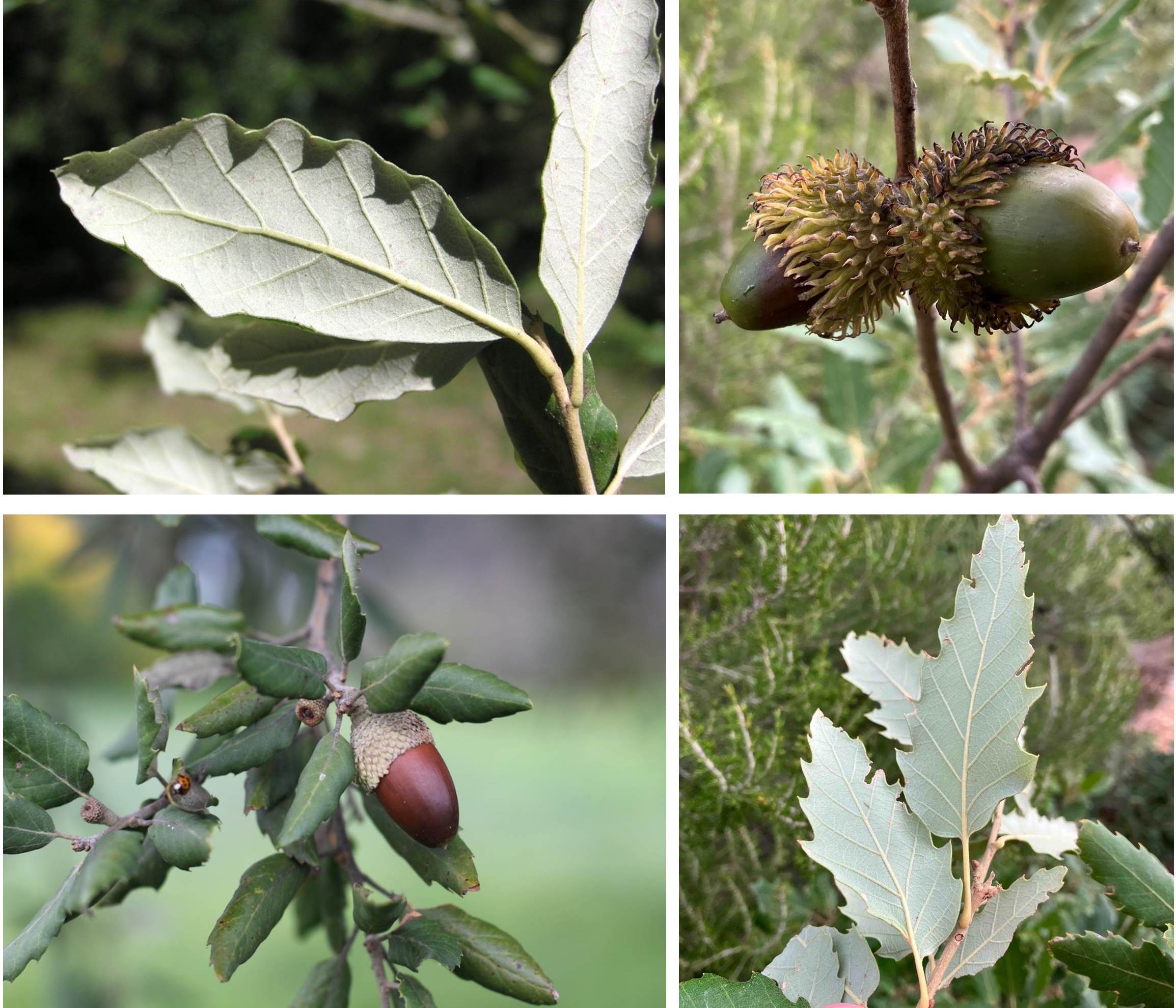 Evolution and Subsection Classification of Section Cerris Oaks ...