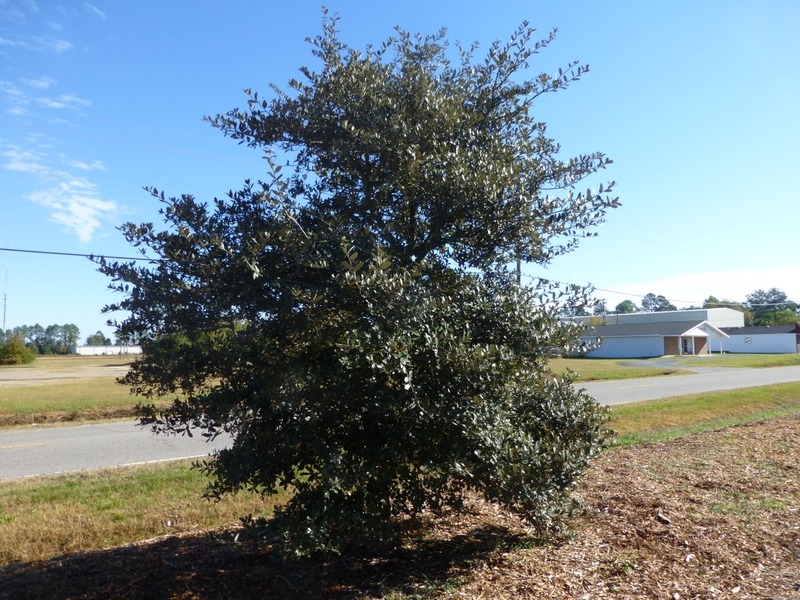 Oak Open Days at Aiken, SC, USA | International Oak Society