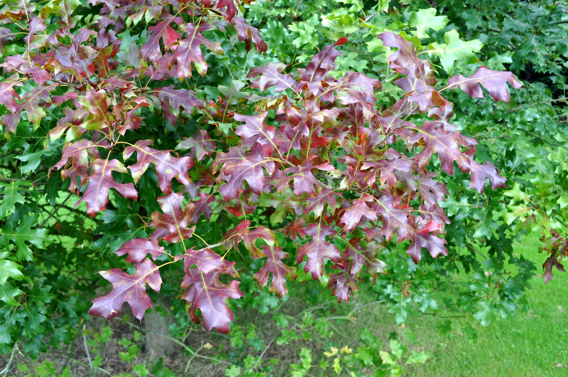 Oak Open Day Belgium: Meise | International Oak Society