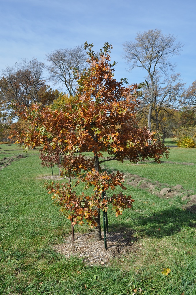 8th International Oak Society Conference 2015 | International Oak Society