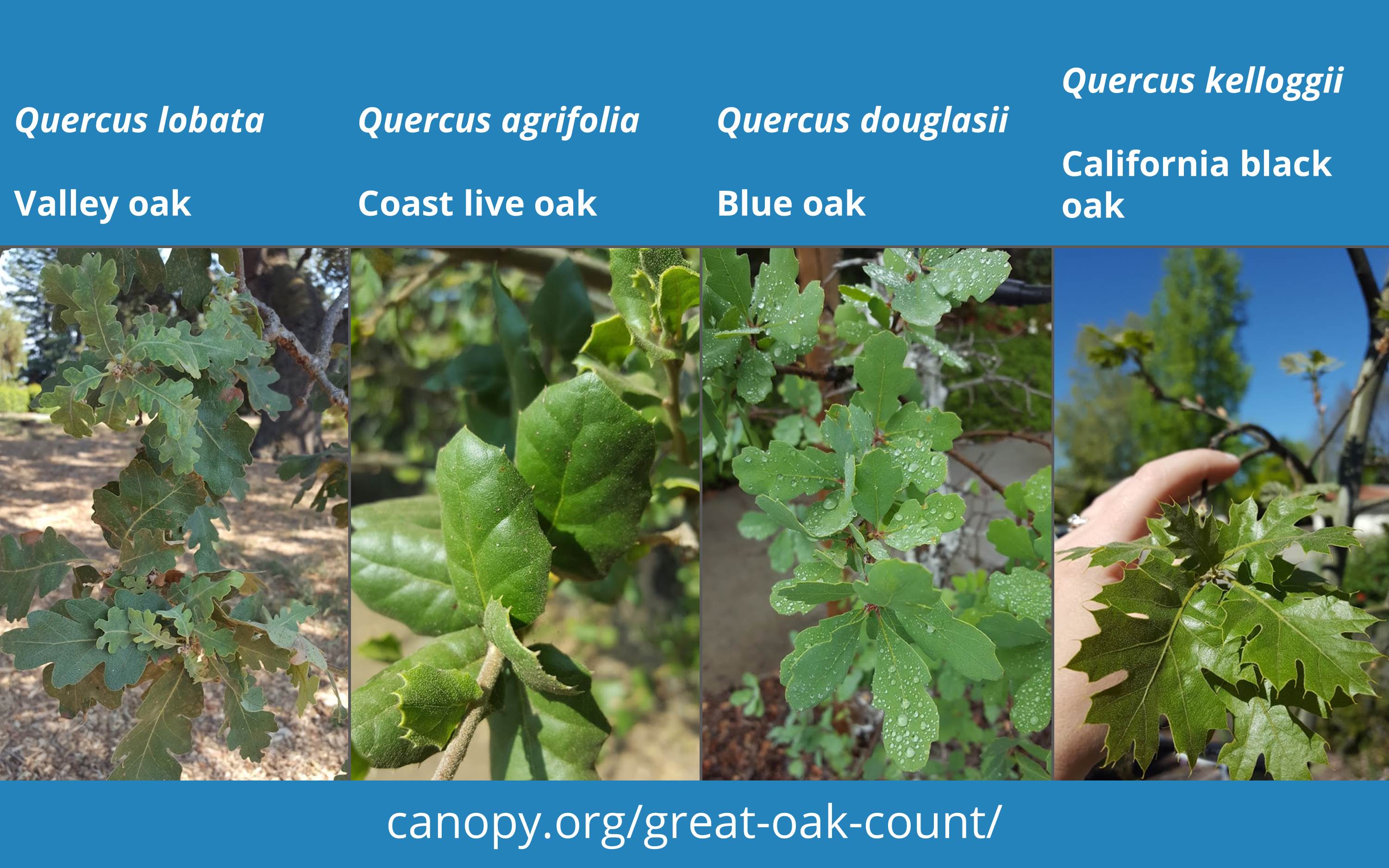 The Great Oak Count and the OakWell Survey | International Oak Society