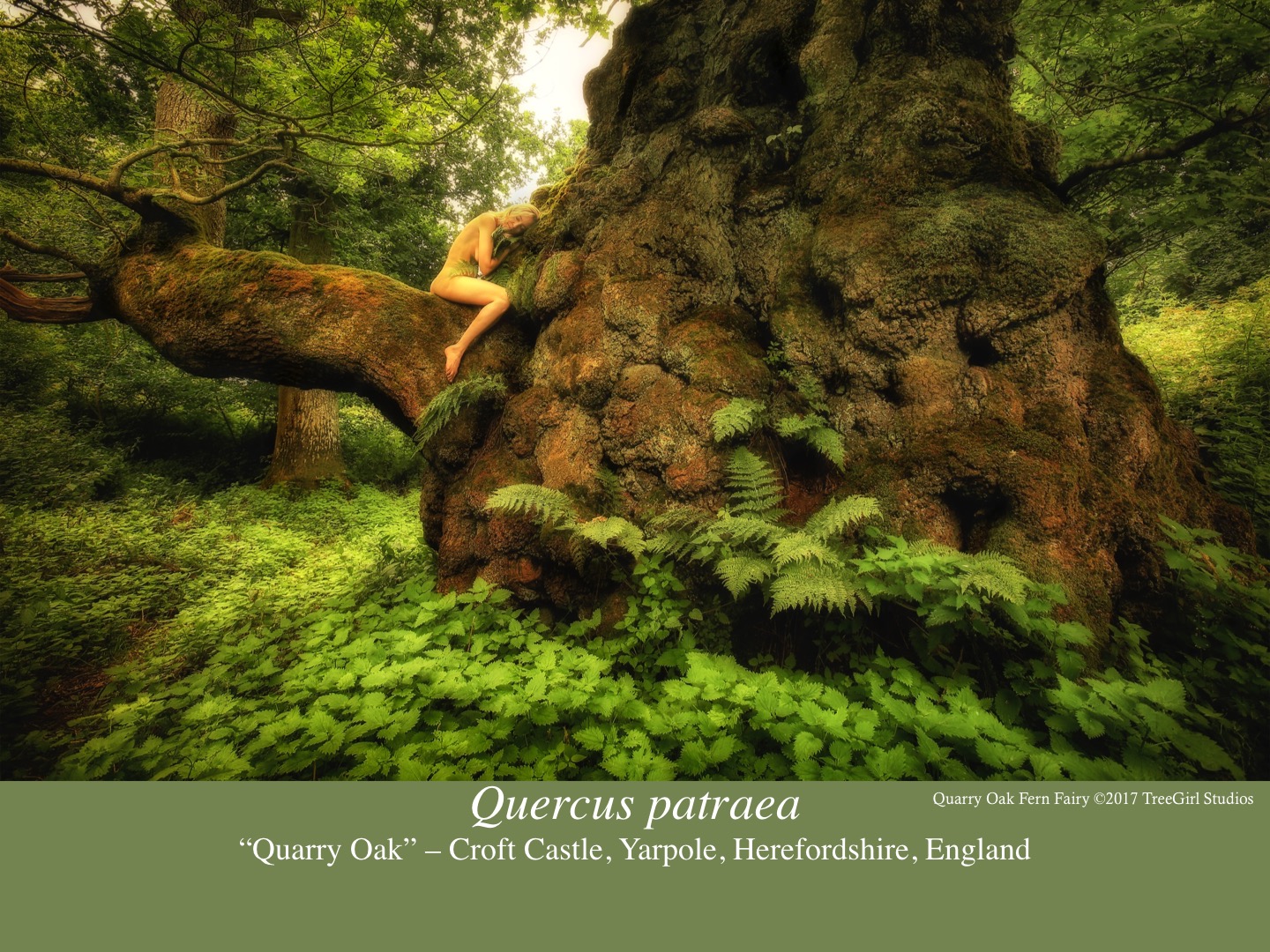 Intimate Encounters with Wild Oaks | International Oak Society