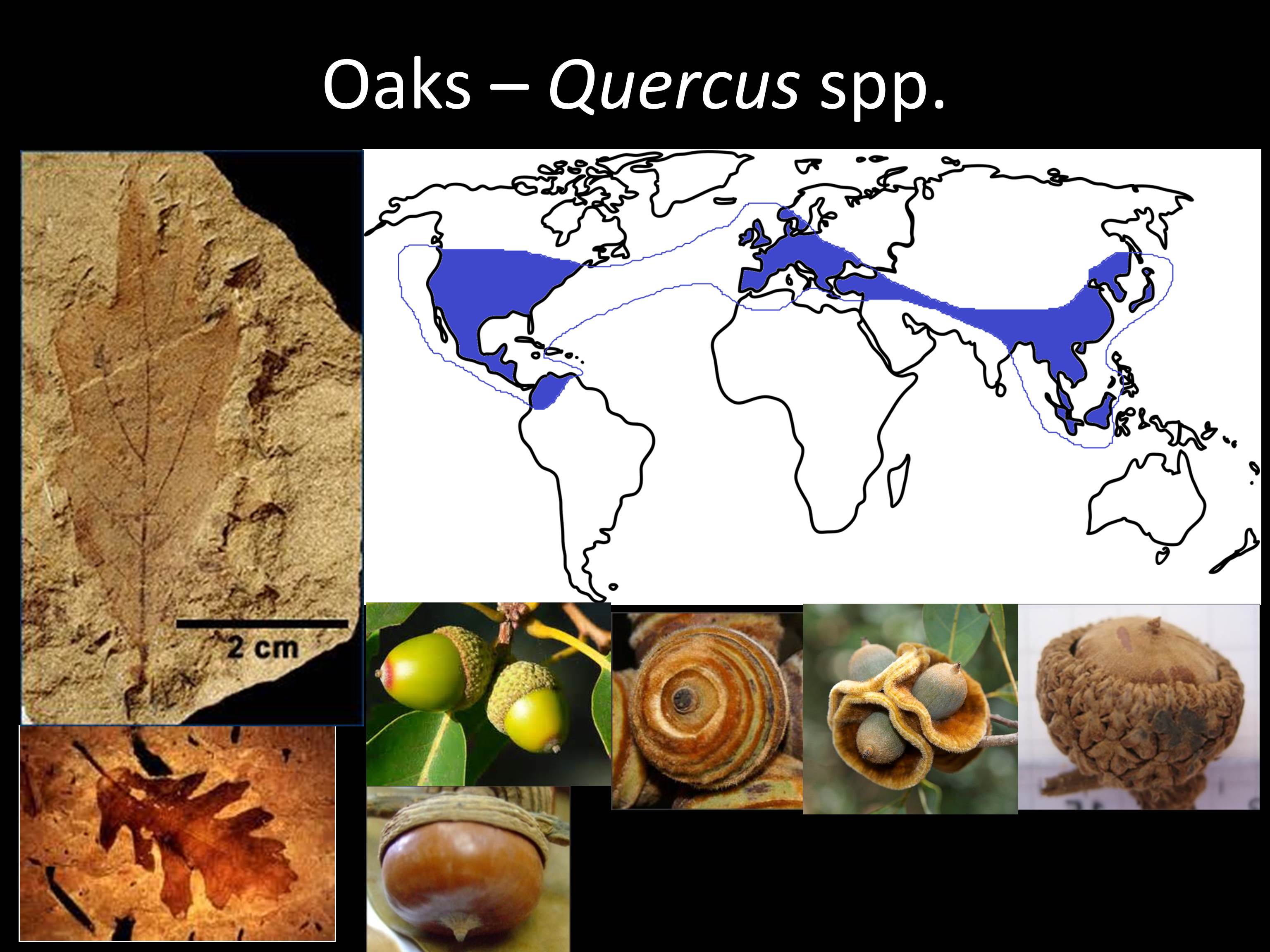 Combining Molecular Data to Reconstruct Oak Evolution | International ...