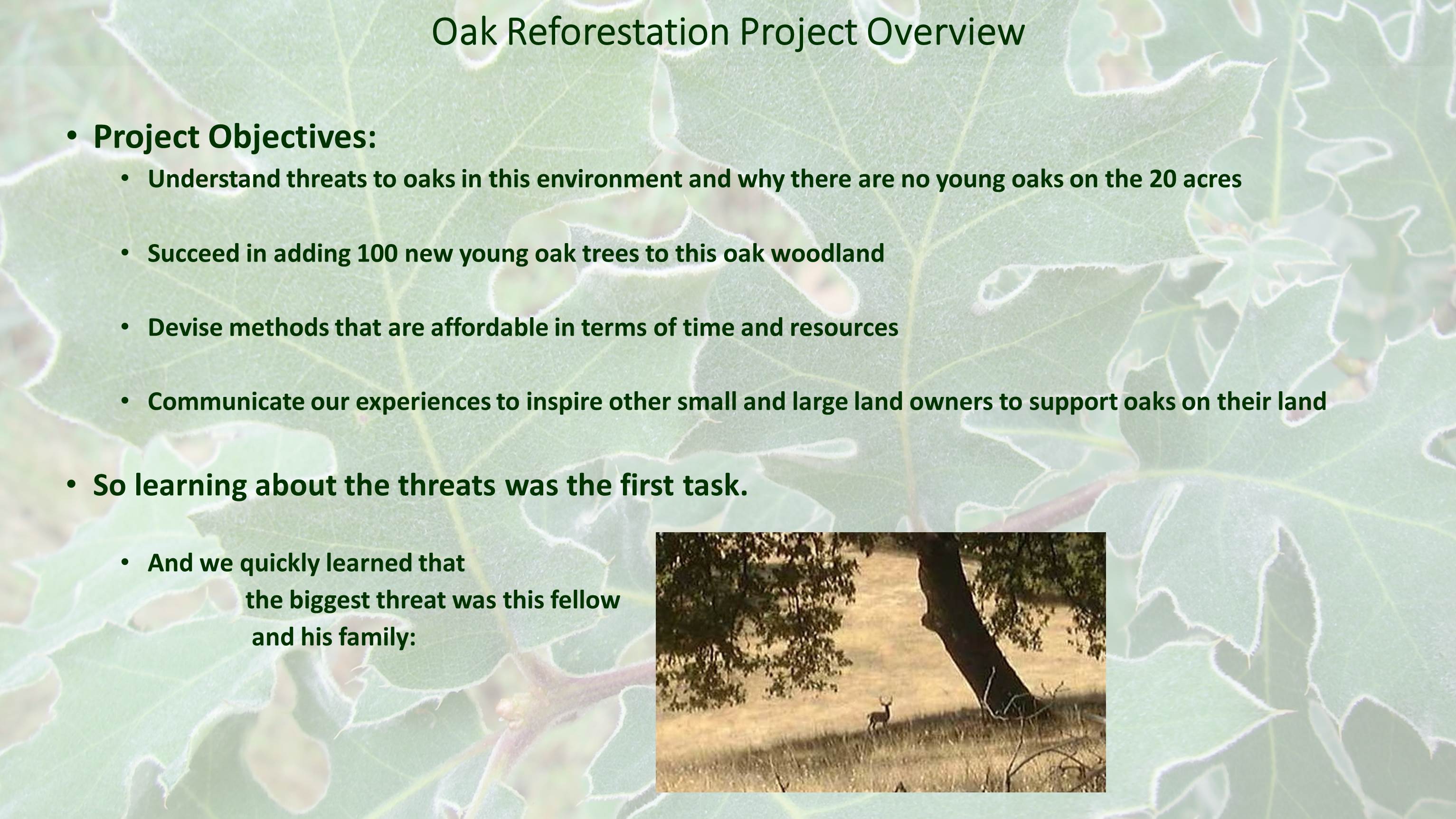 Twenty-two Years of Oak Woodland Conservation | International Oak Society