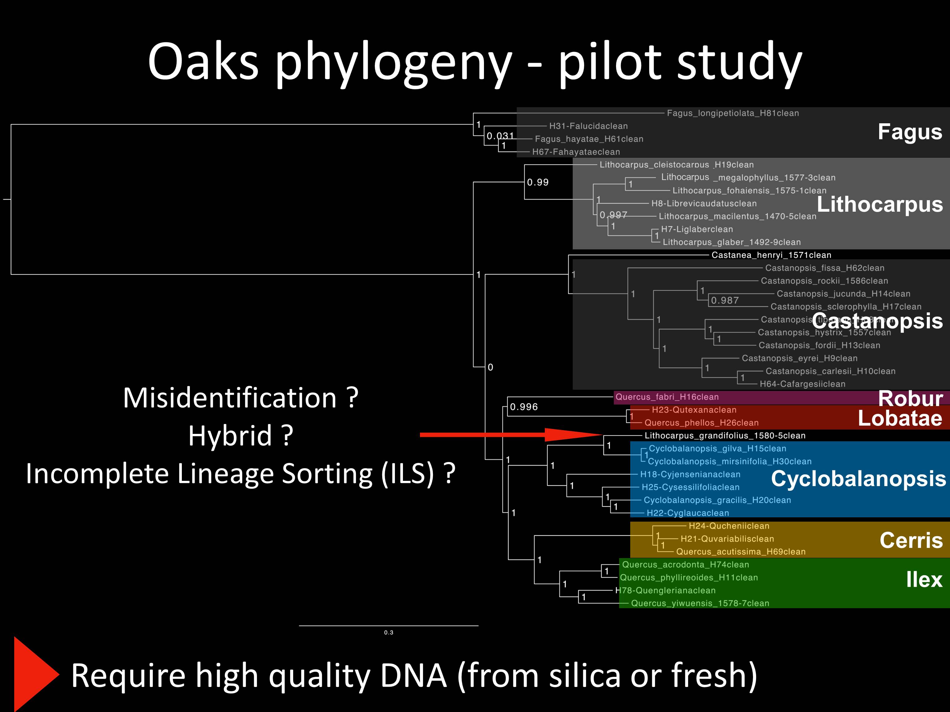 Combining Molecular Data to Reconstruct Oak Evolution | International ...