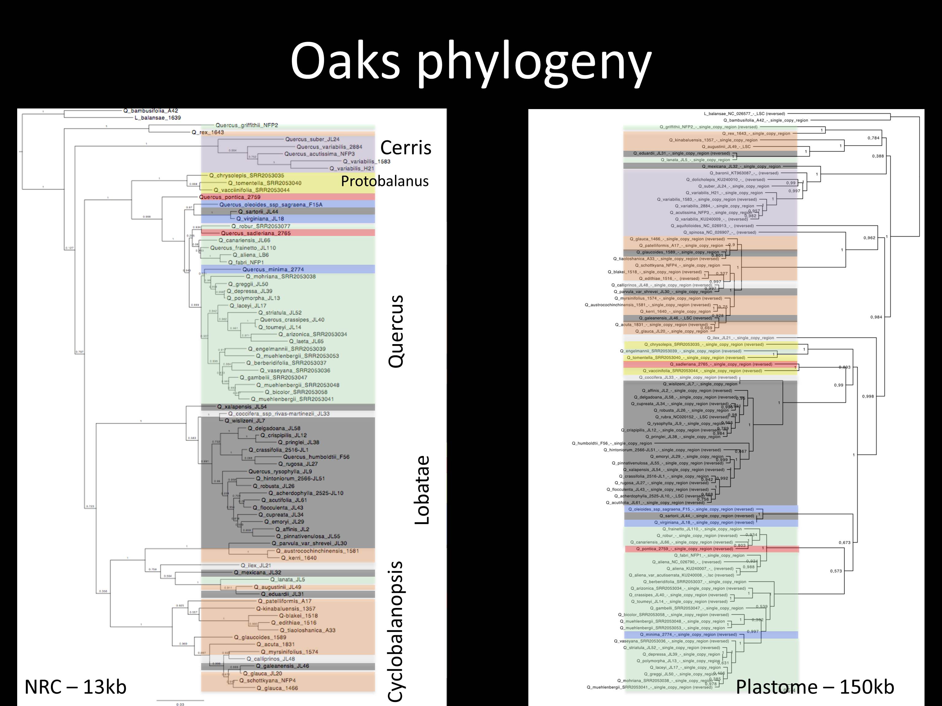 Combining Molecular Data to Reconstruct Oak Evolution | International ...