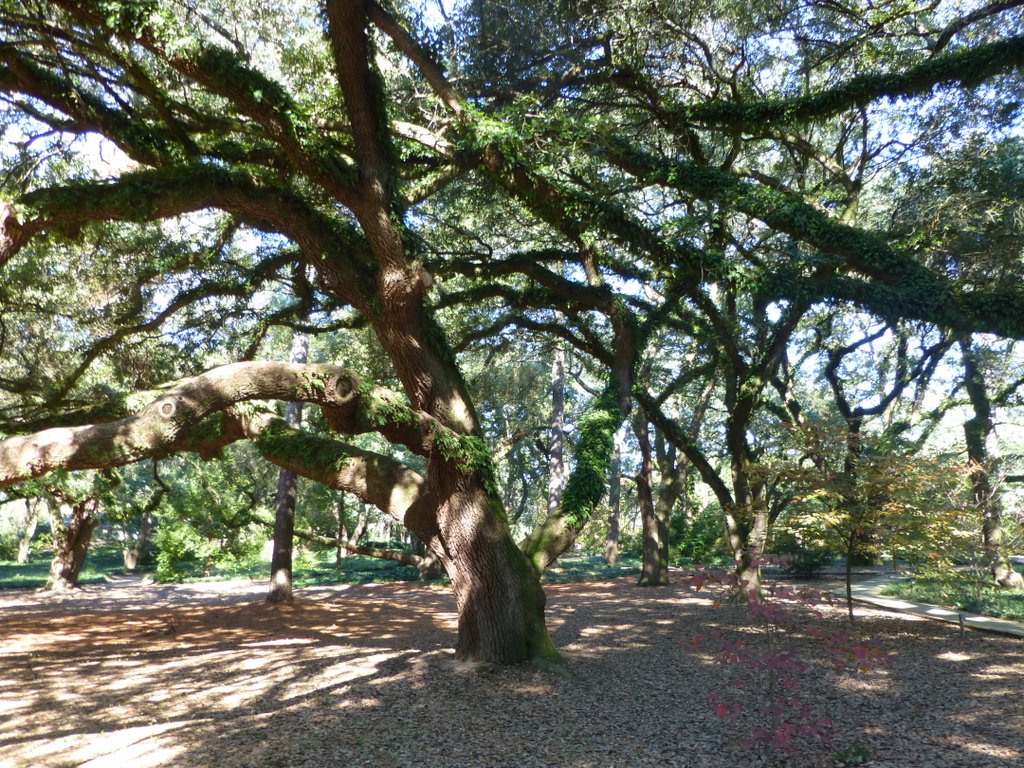 Oak Open Days at Aiken, SC, USA | International Oak Society