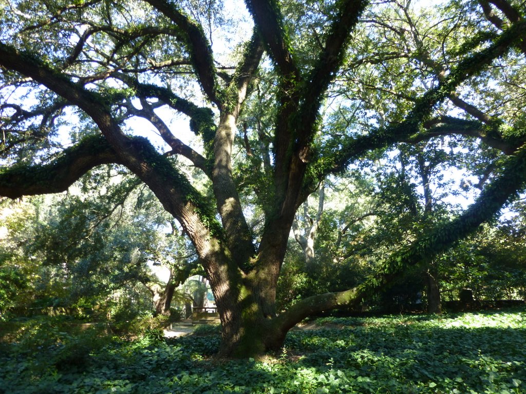 Oak Open Days at Aiken, SC, USA | International Oak Society