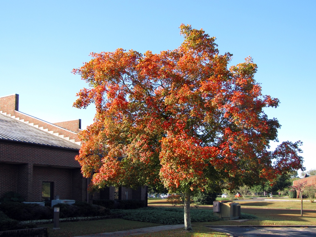 Oak Open Days at Aiken, SC, USA | International Oak Society