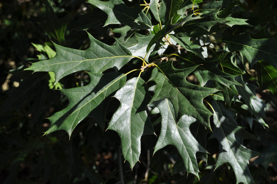 7th International Oak Society Conference - Post-Conference Tour - Oct ...