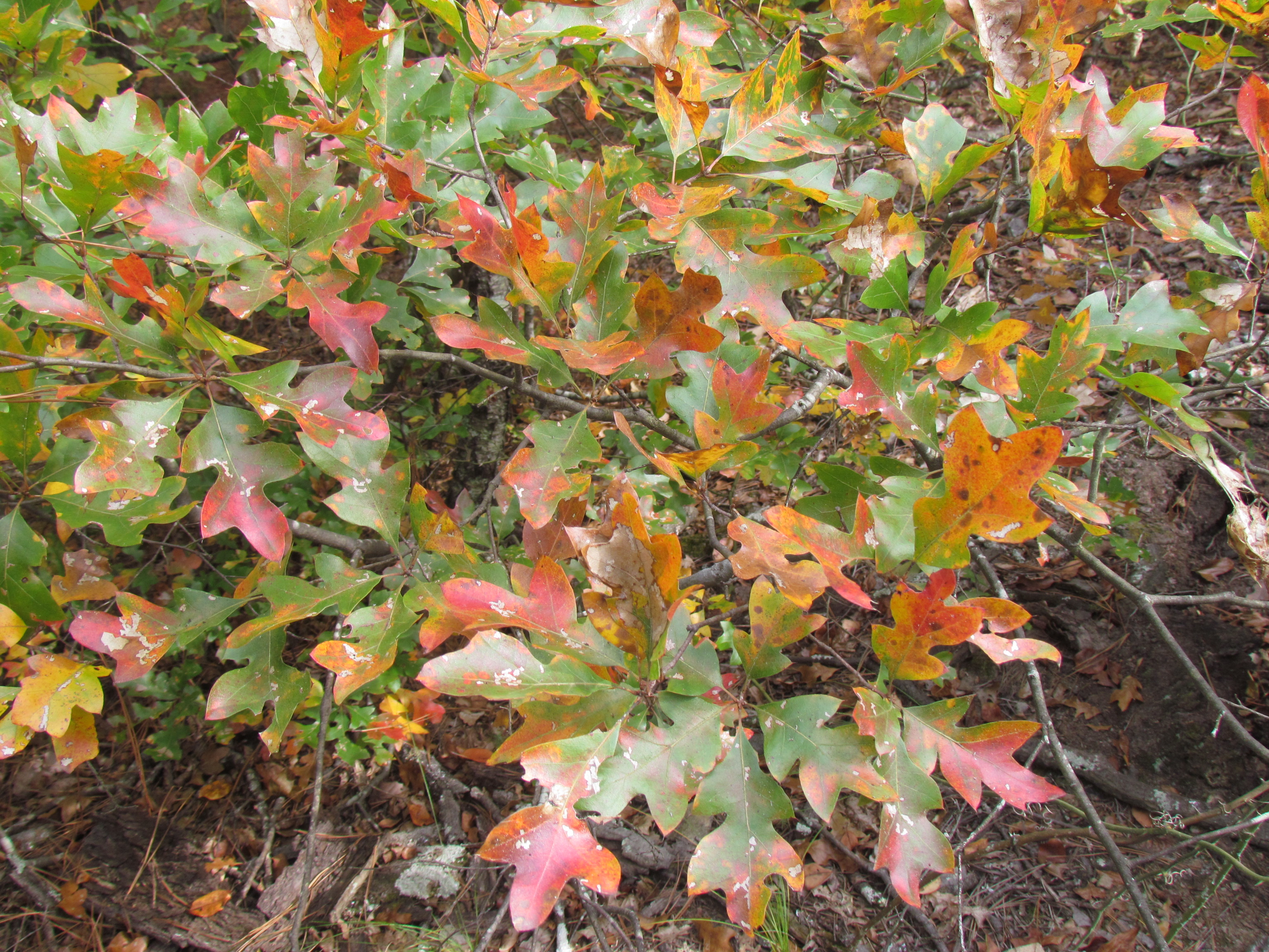 Quercus georgiana on Stone Mountain, Georgia, USA | International Oak ...