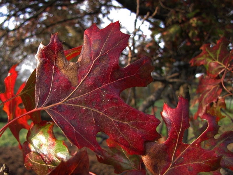 8th International Oak Society Conference 2015 | International Oak Society