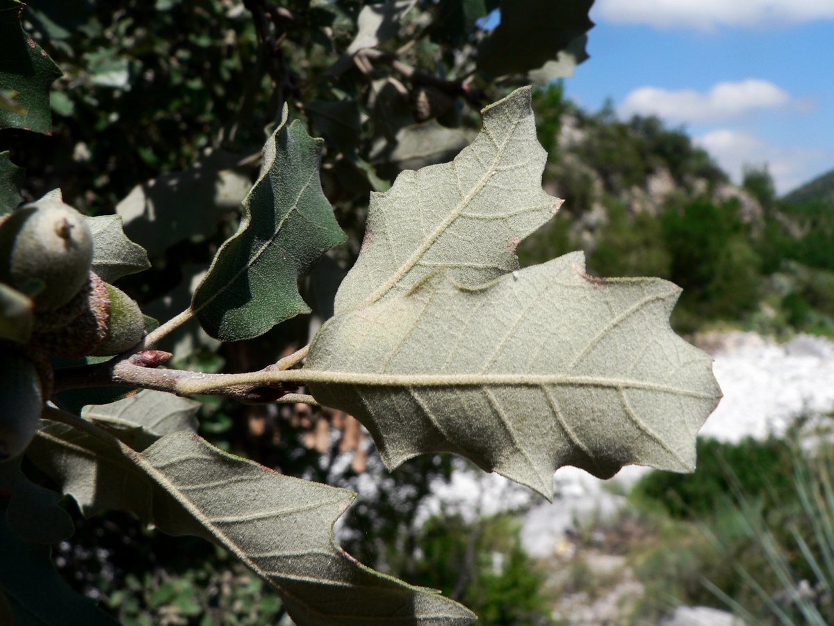 Mexico 2010 Collecting Trip | International Oak Society