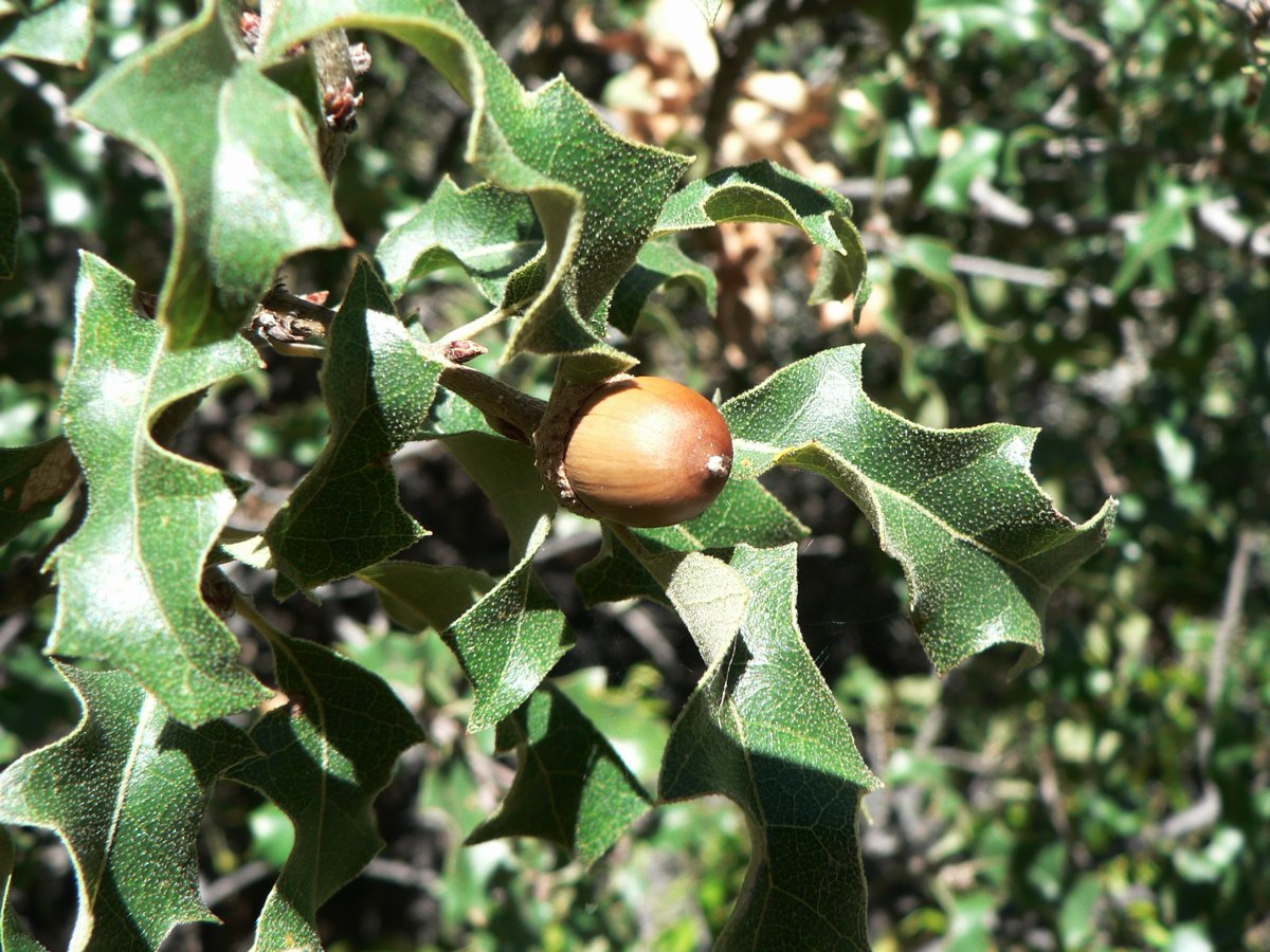 Mexico 2010 Collecting Trip | International Oak Society