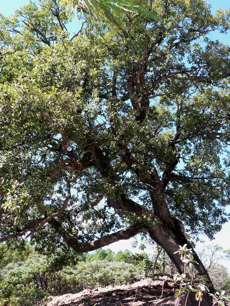 Mexico 2010 Collecting Trip | International Oak Society