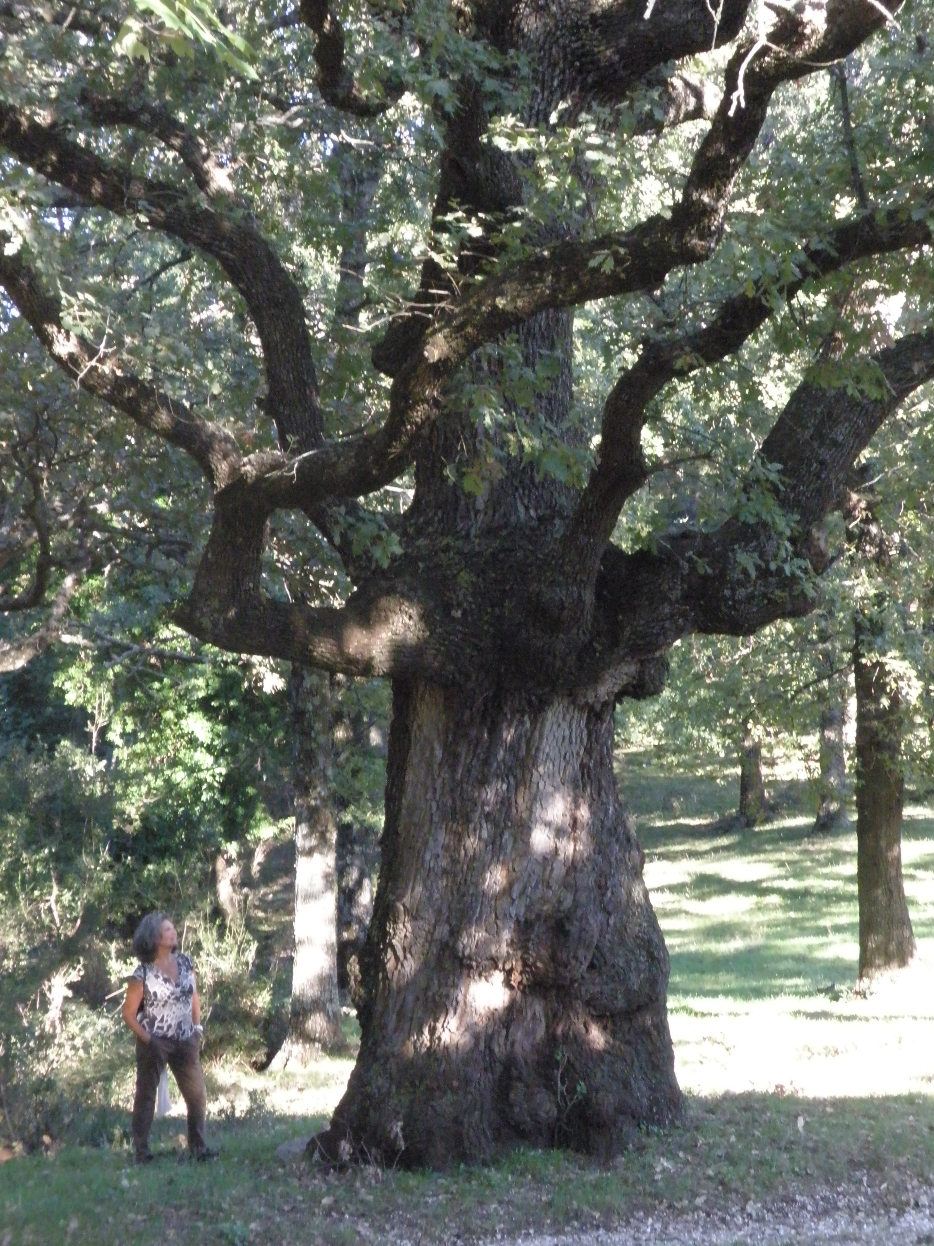 IOS Tour to Southern Italy - 2014 | International Oak Society