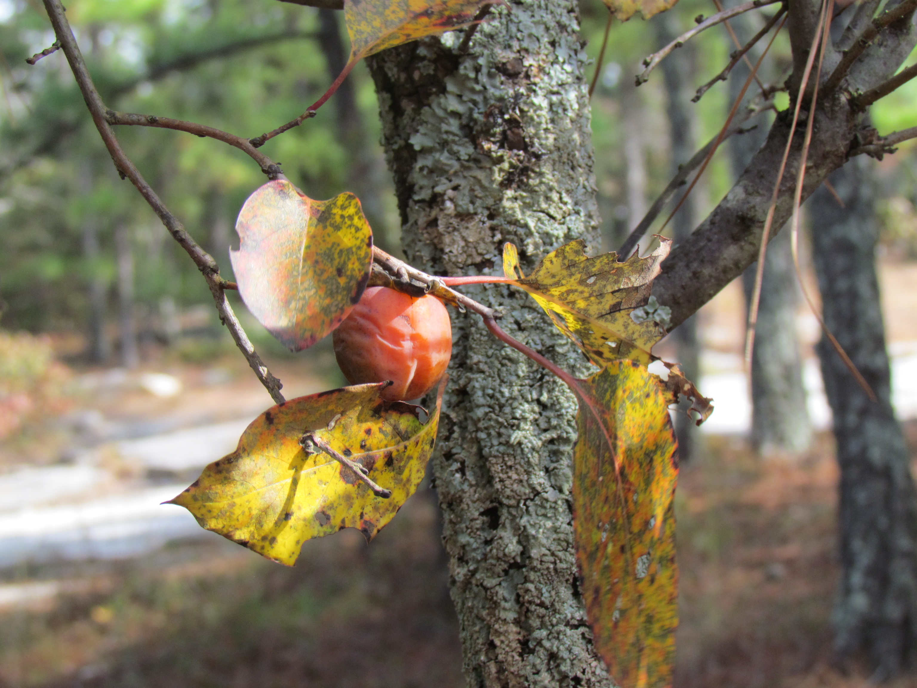 Quercus georgiana on Stone Mountain, Georgia, USA | International Oak ...