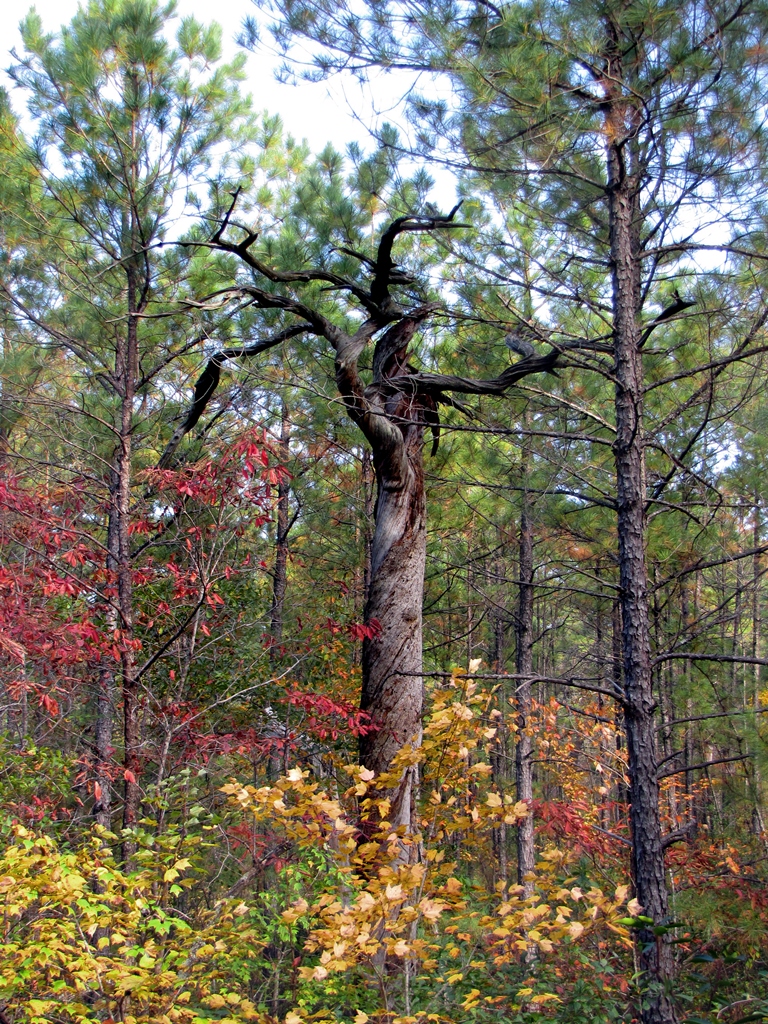 Oak Open Days at Aiken, SC, USA | International Oak Society