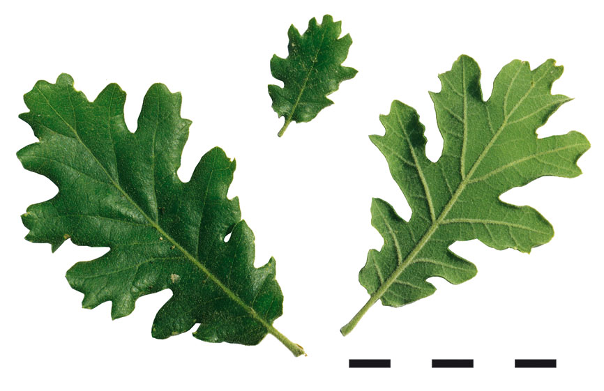 Quercus pubescens (Photos by Michel Timacheff) | International Oak Society