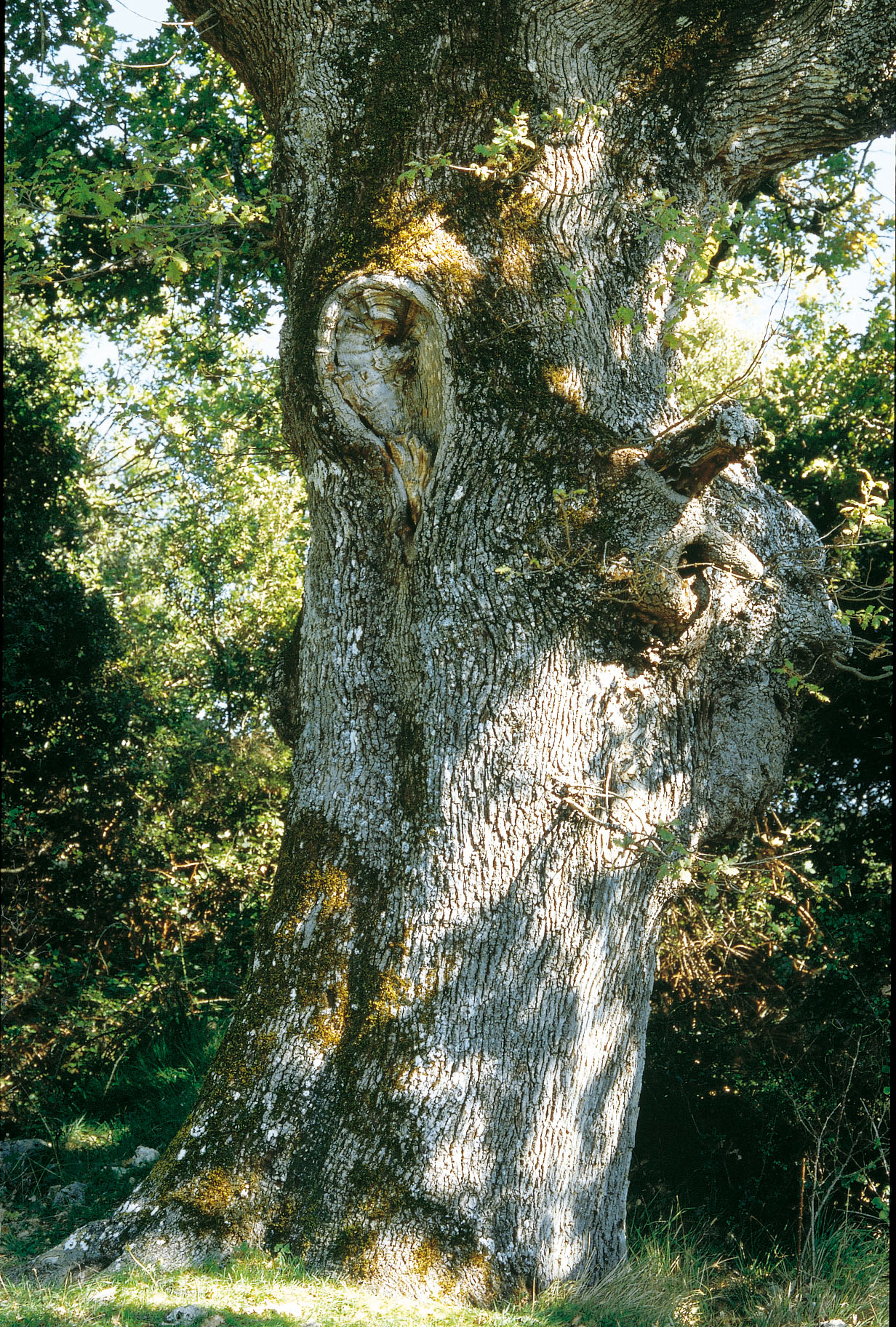 Quercus pubescens (Photos by Michel Timacheff) | International Oak Society