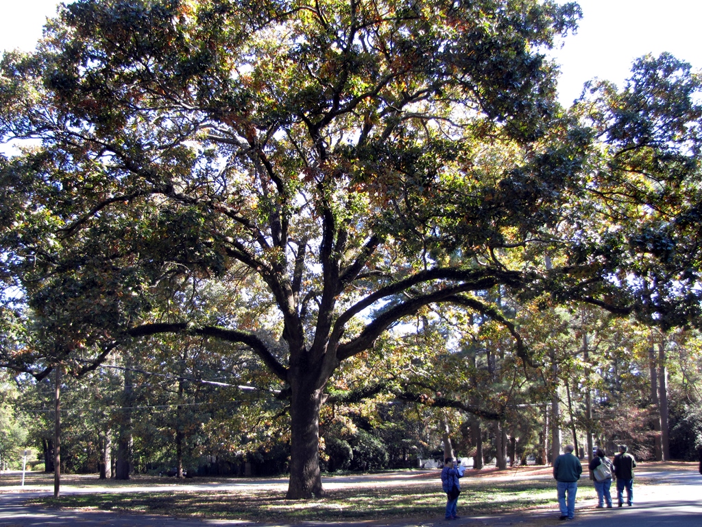 Oak Open Days at Aiken, SC, USA | International Oak Society