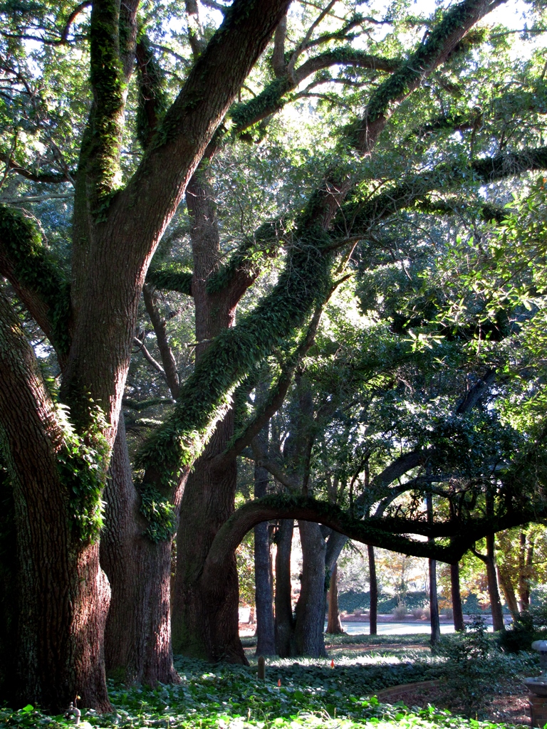 Oak Open Days at Aiken, SC, USA | International Oak Society
