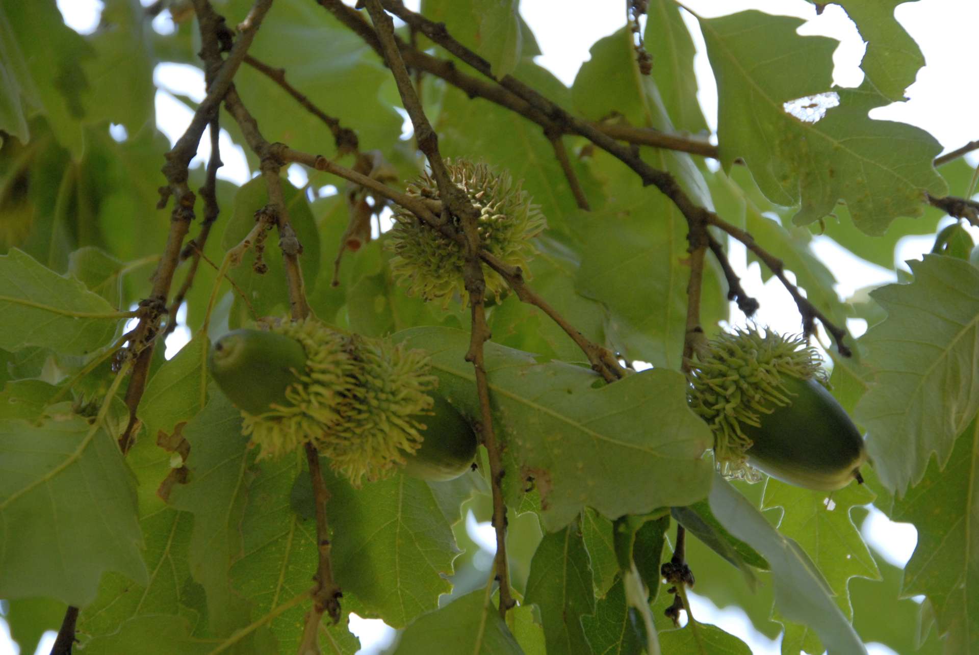 Northern Greece Gallery II | International Oak Society
