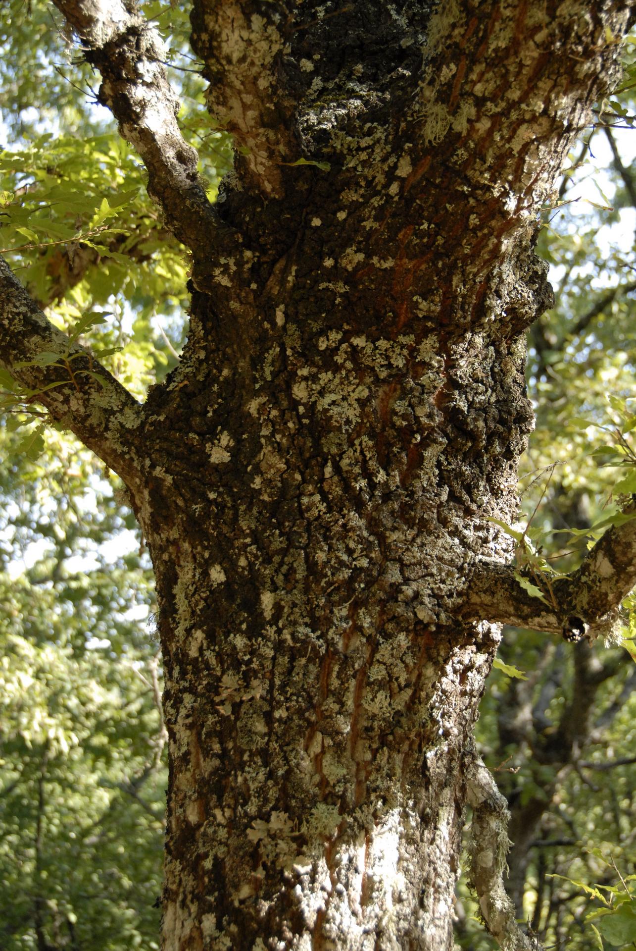 Northern Greece Gallery II | International Oak Society
