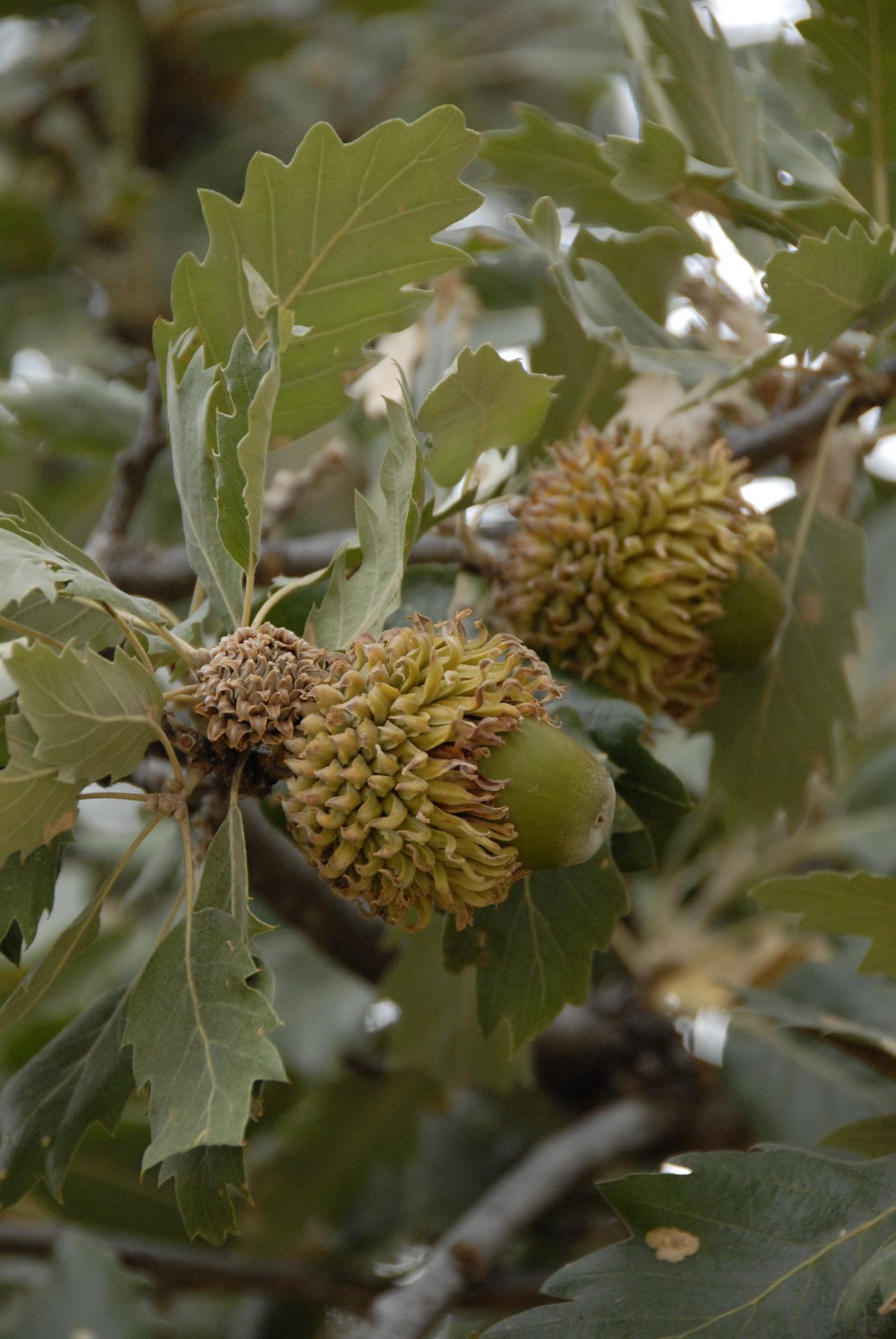 Northern Greece Gallery II | International Oak Society