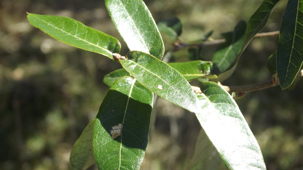 Three Oaks at Eastwoodhill | International Oak Society