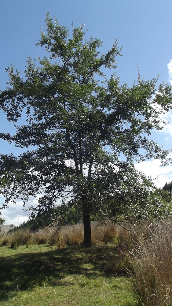 Three Oaks at Eastwoodhill | International Oak Society