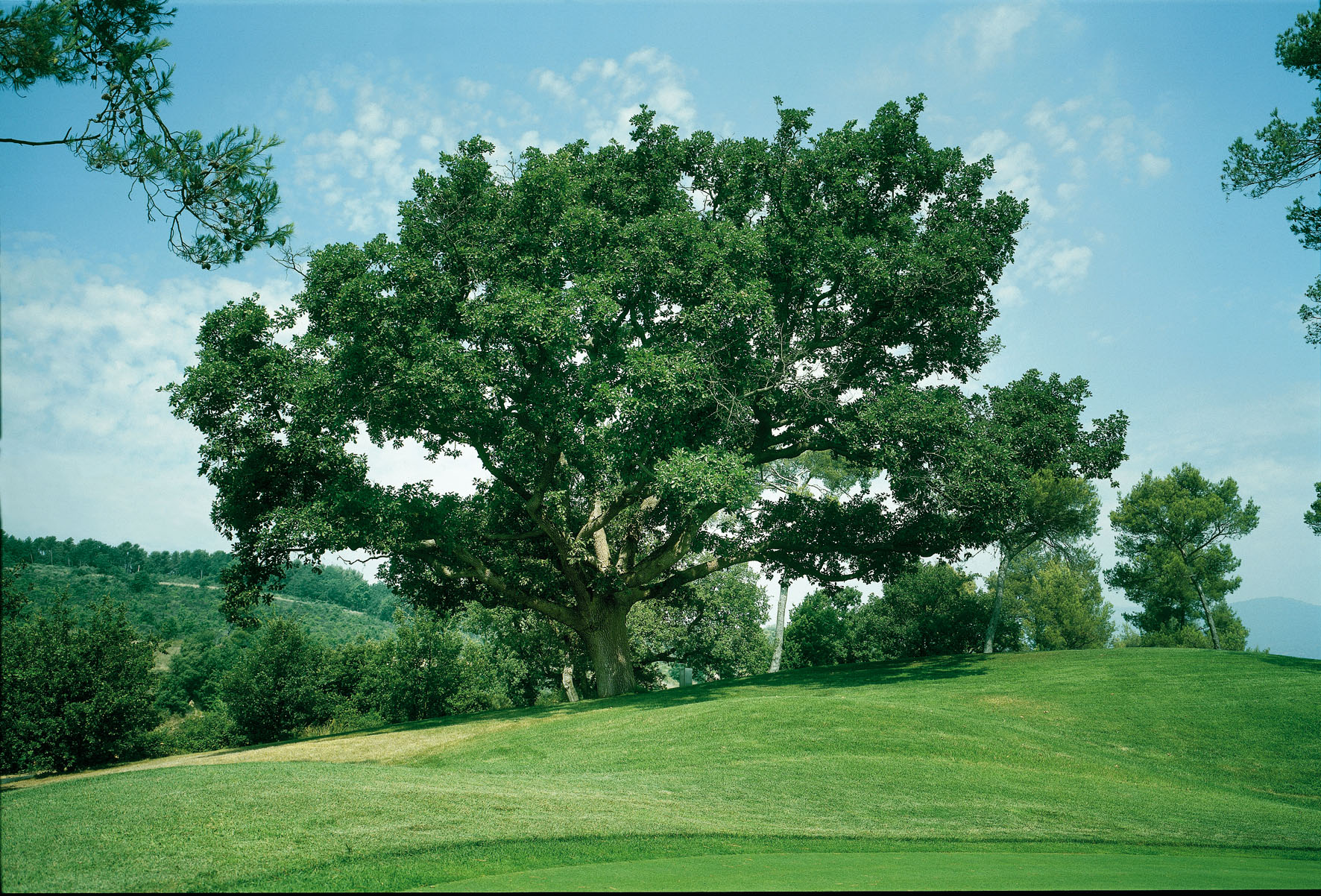 Quercus pubescens (Photos by Michel Timacheff) | International Oak Society