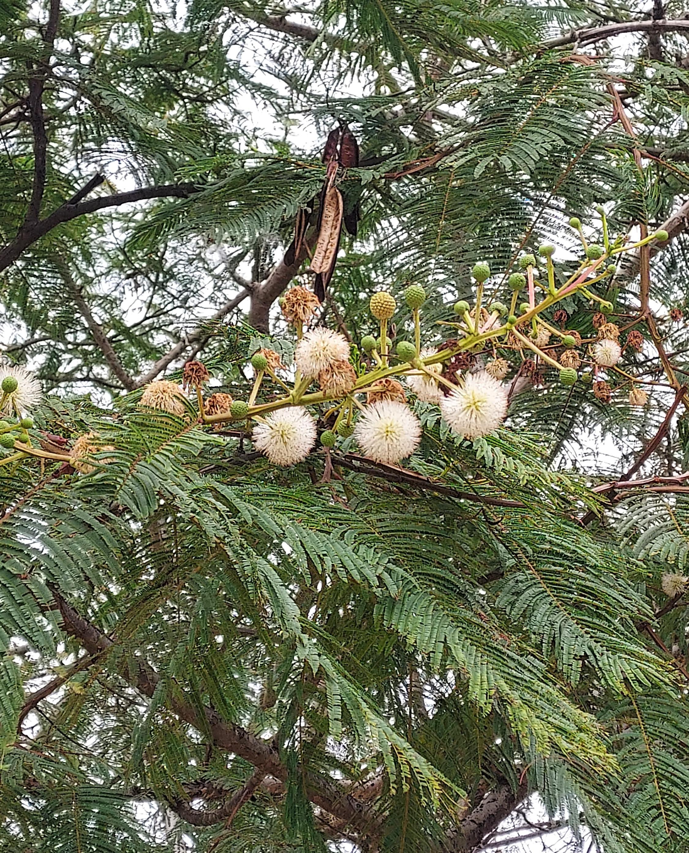 Post-Conference Tour: Oaxaca | International Oak Society