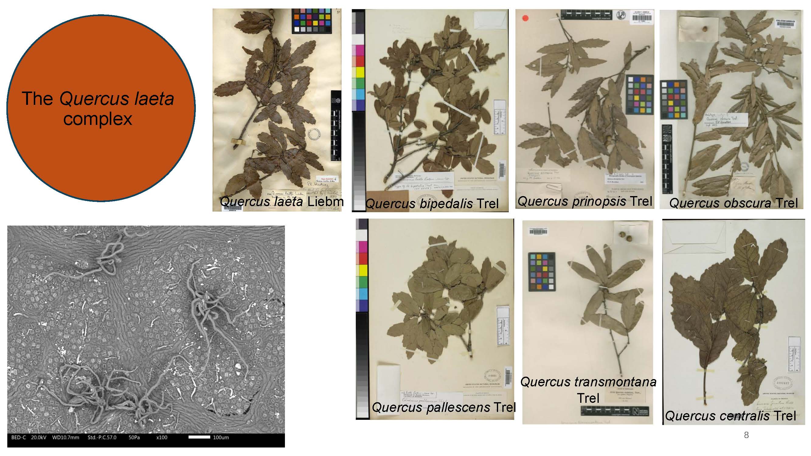 Uniting for Oaks: Mesoamerican Oak Research at the ATBC Meeting in ...