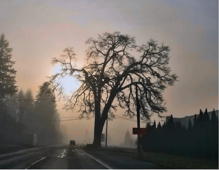 Turbulence in Tumwater: The Davis-Meeker Garry Oak | International Oak ...