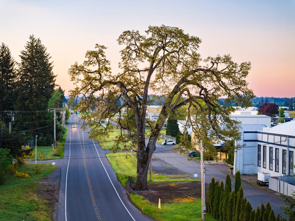 Turbulence in Tumwater: The Davis-Meeker Garry Oak | International Oak ...