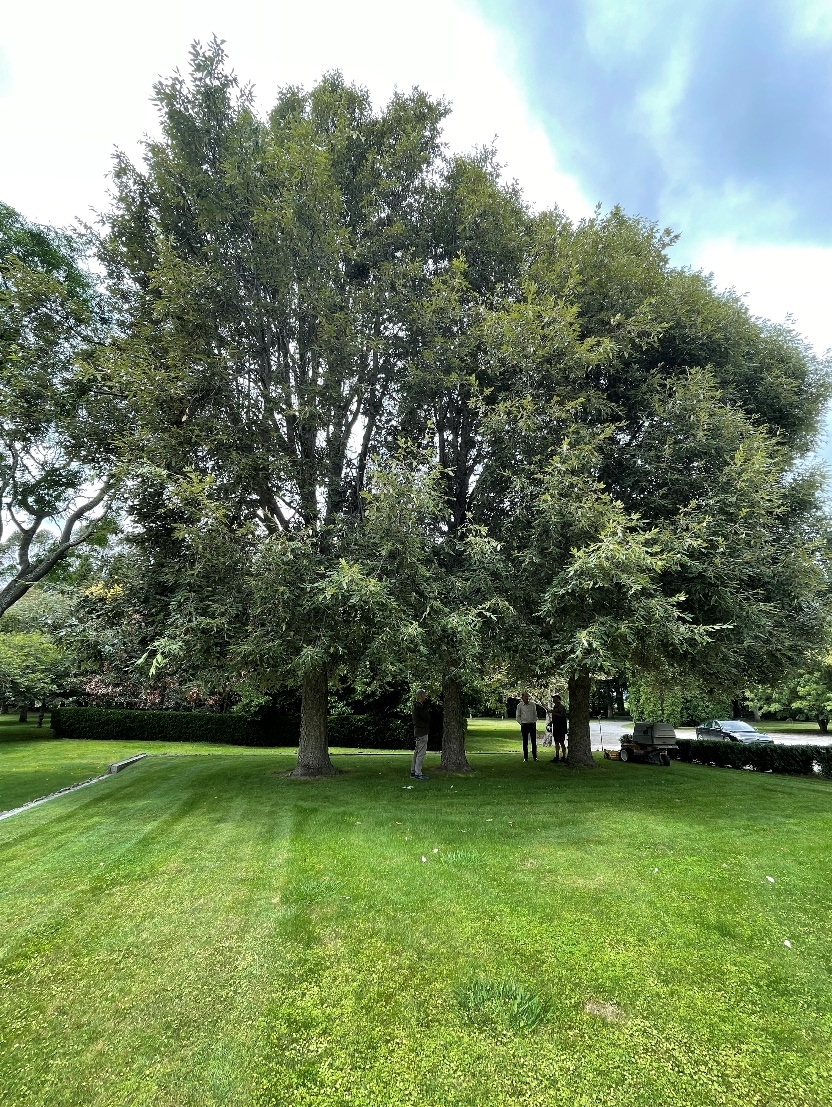 New Zealand Oak Open Days: May 15–18, 2025 | International Oak Society