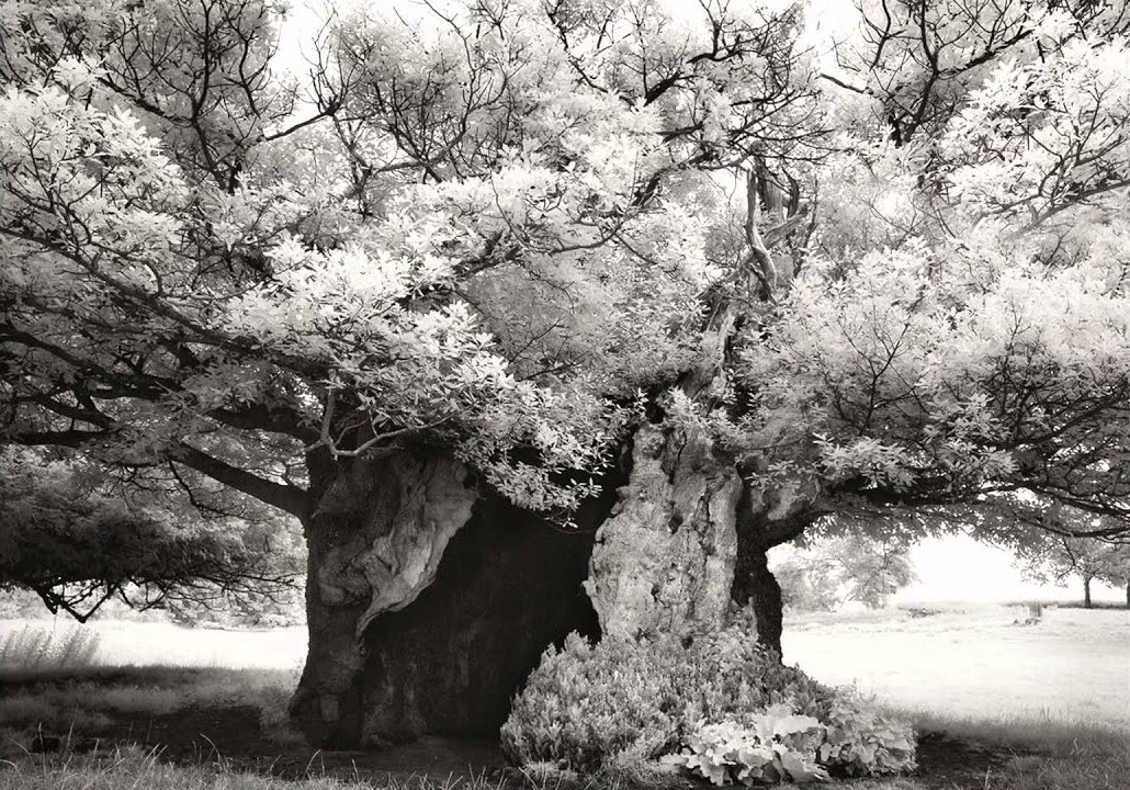 Beth Moon's "Oak: from Seed to Ancient Tree" | International Oak Society