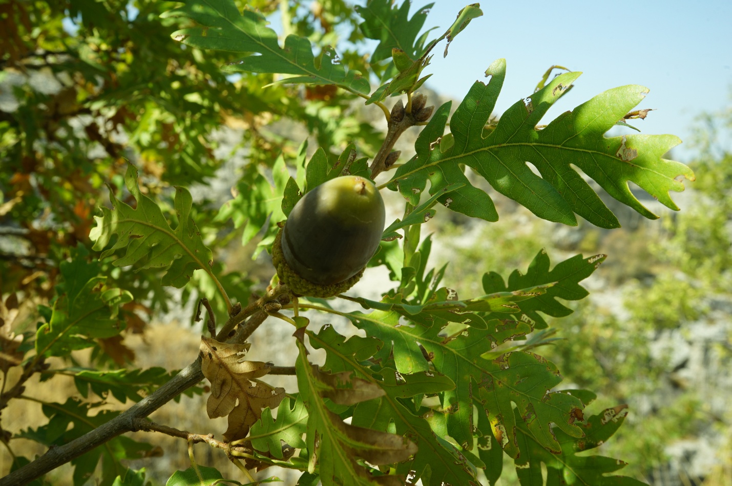 Species Spotlight: Quercus kotschyana O.Schwarz | International Oak Society