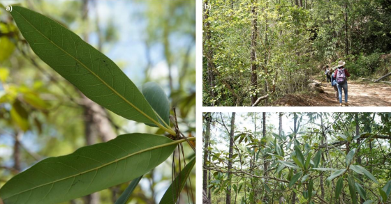 IOS Webinar #8: Conservation Actions for Five Endemic Mexican Oak ...