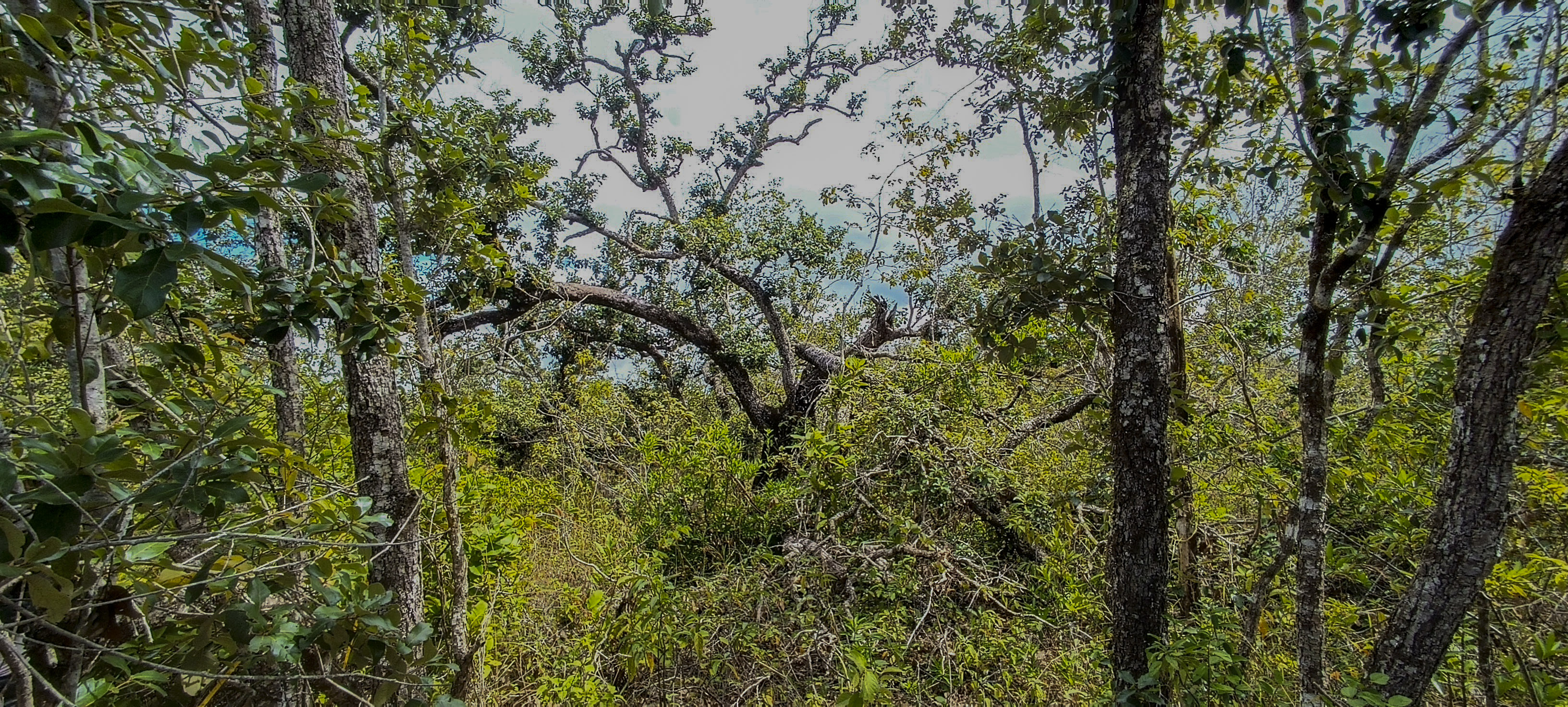 Uniting for Oaks: Mesoamerican Oak Research at the ATBC Meeting in ...