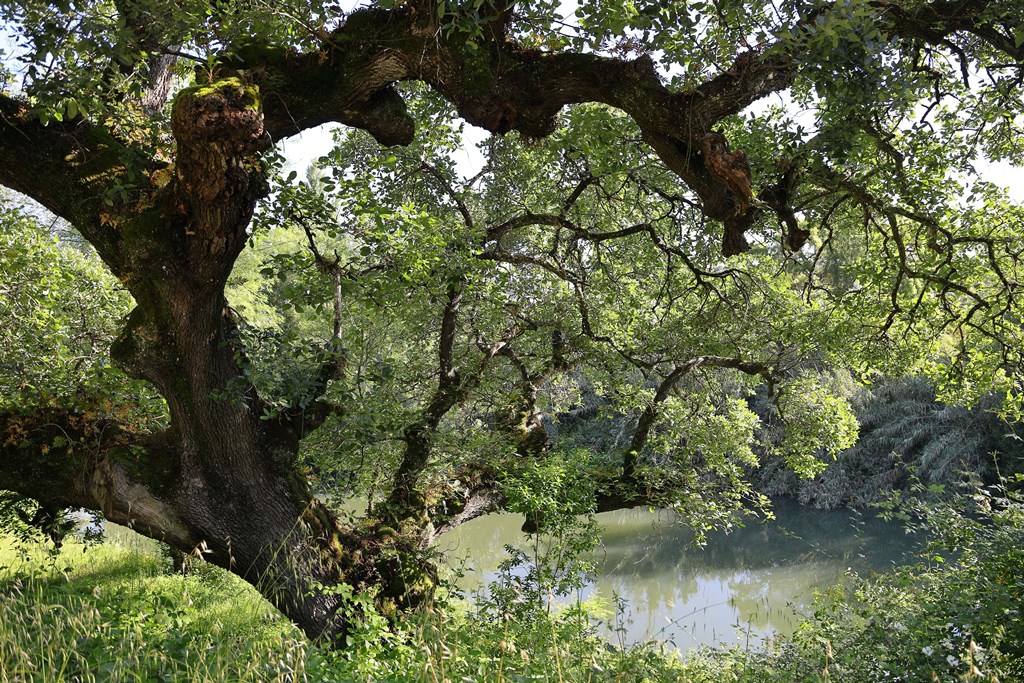 "A um carvalho" by Miguel Torga | International Oak Society