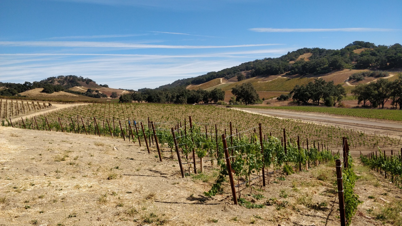 Oaks in San Luis Obispo County | International Oak Society