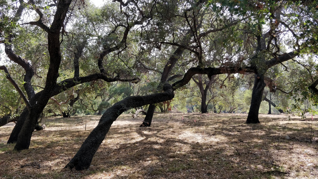 Focus on Engelmann Oak | International Oak Society