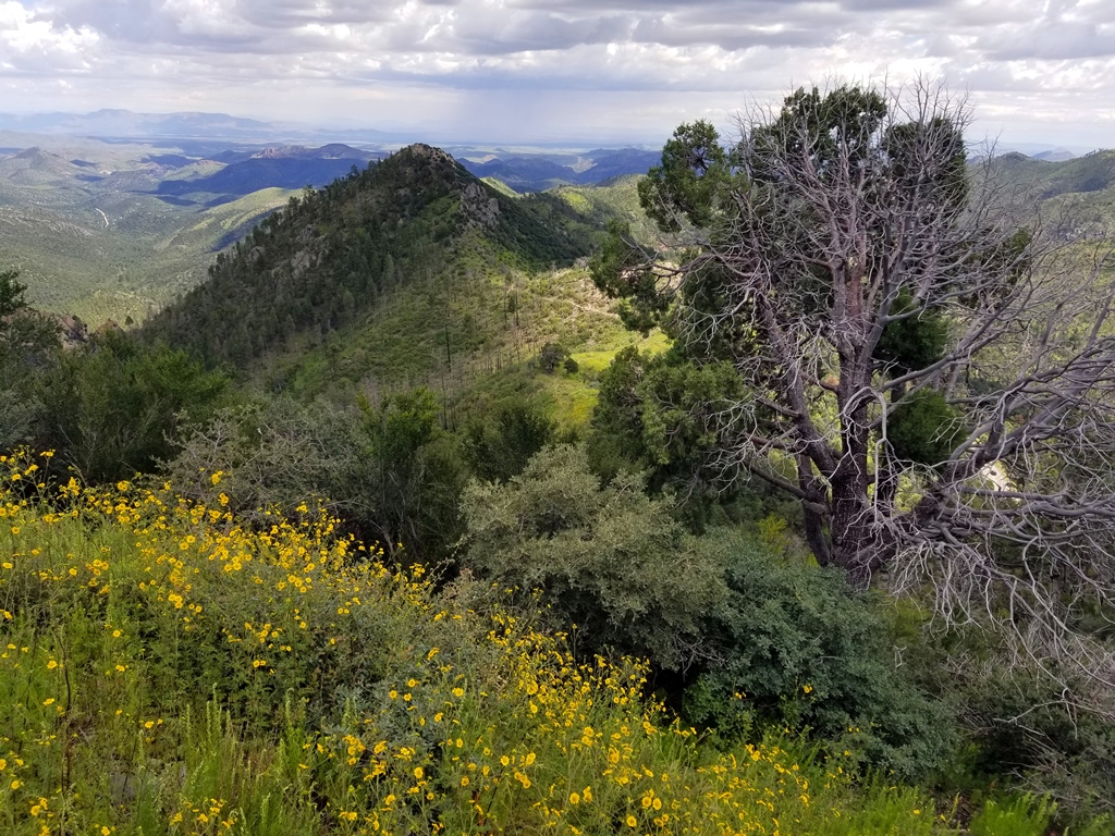 2022 Pre-Conference Tour: New Mexico | International Oak Society